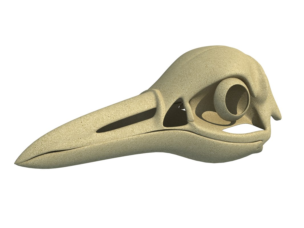 3D model penguin skull skeleton - TurboSquid 1170025