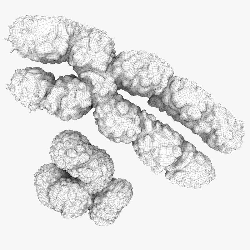 X chromosome 3D - TurboSquid 1170279