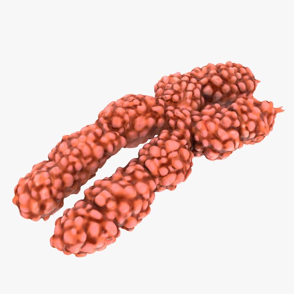 X chromosome 3D - TurboSquid 1170279