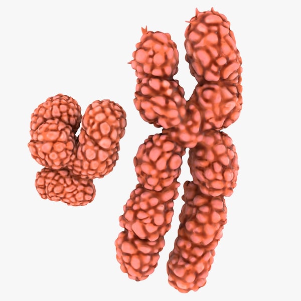 X chromosome 3D - TurboSquid 1170279