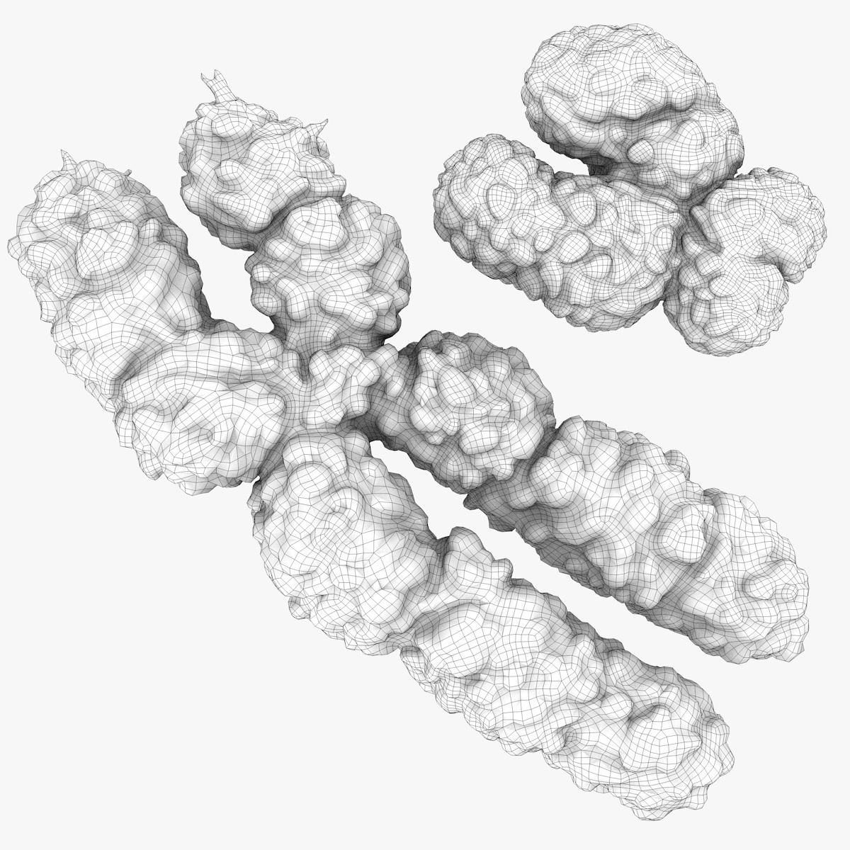 X chromosome 3D - TurboSquid 1170279