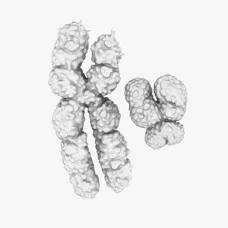 X chromosome 3D - TurboSquid 1170279