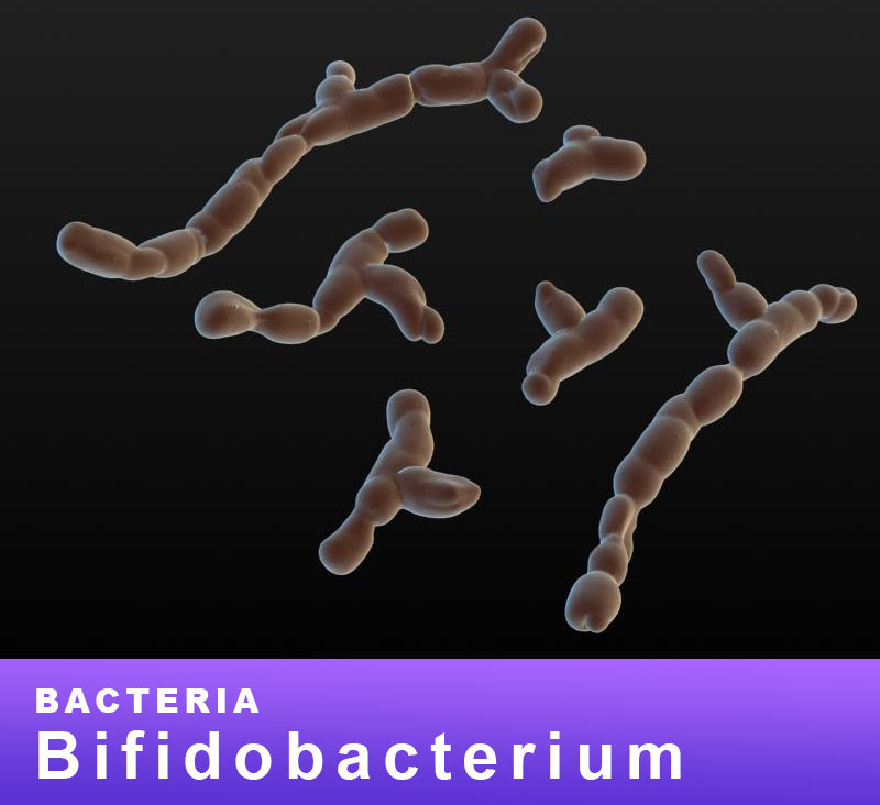 Bacteria bifidobacterium model - TurboSquid 1170359