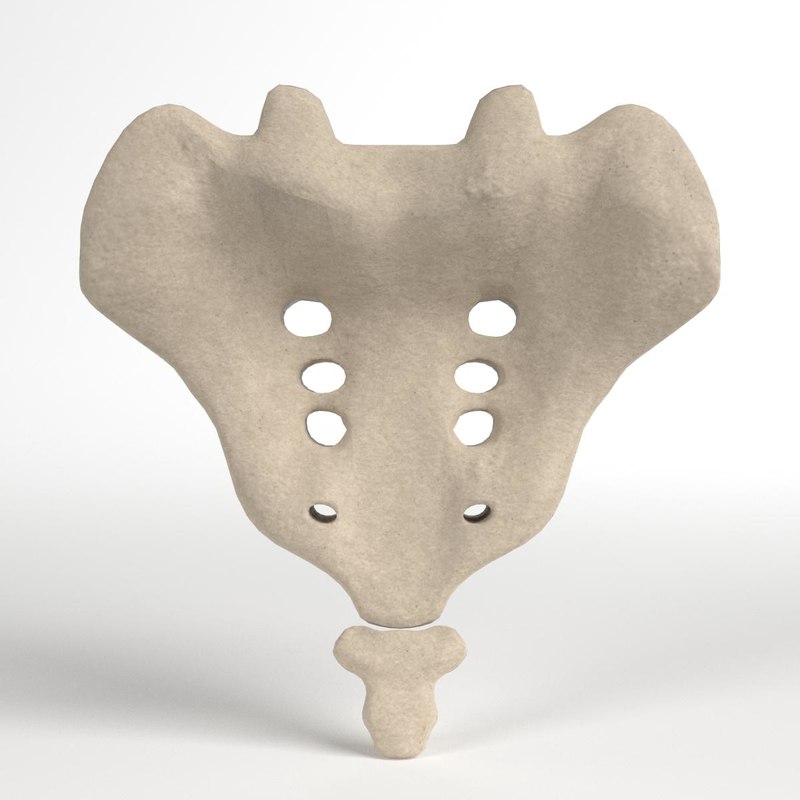 Human sacrum coccyx 3D - TurboSquid 1170437