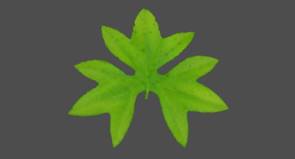 Tree leaf model - TurboSquid 1170522