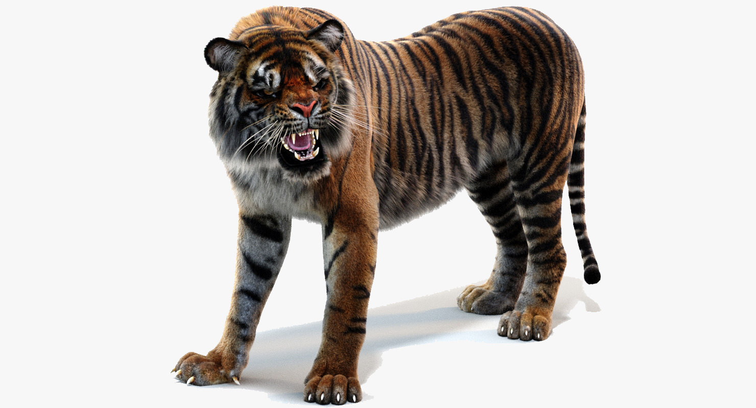 3D sumatran tiger fur colors - TurboSquid 1170597