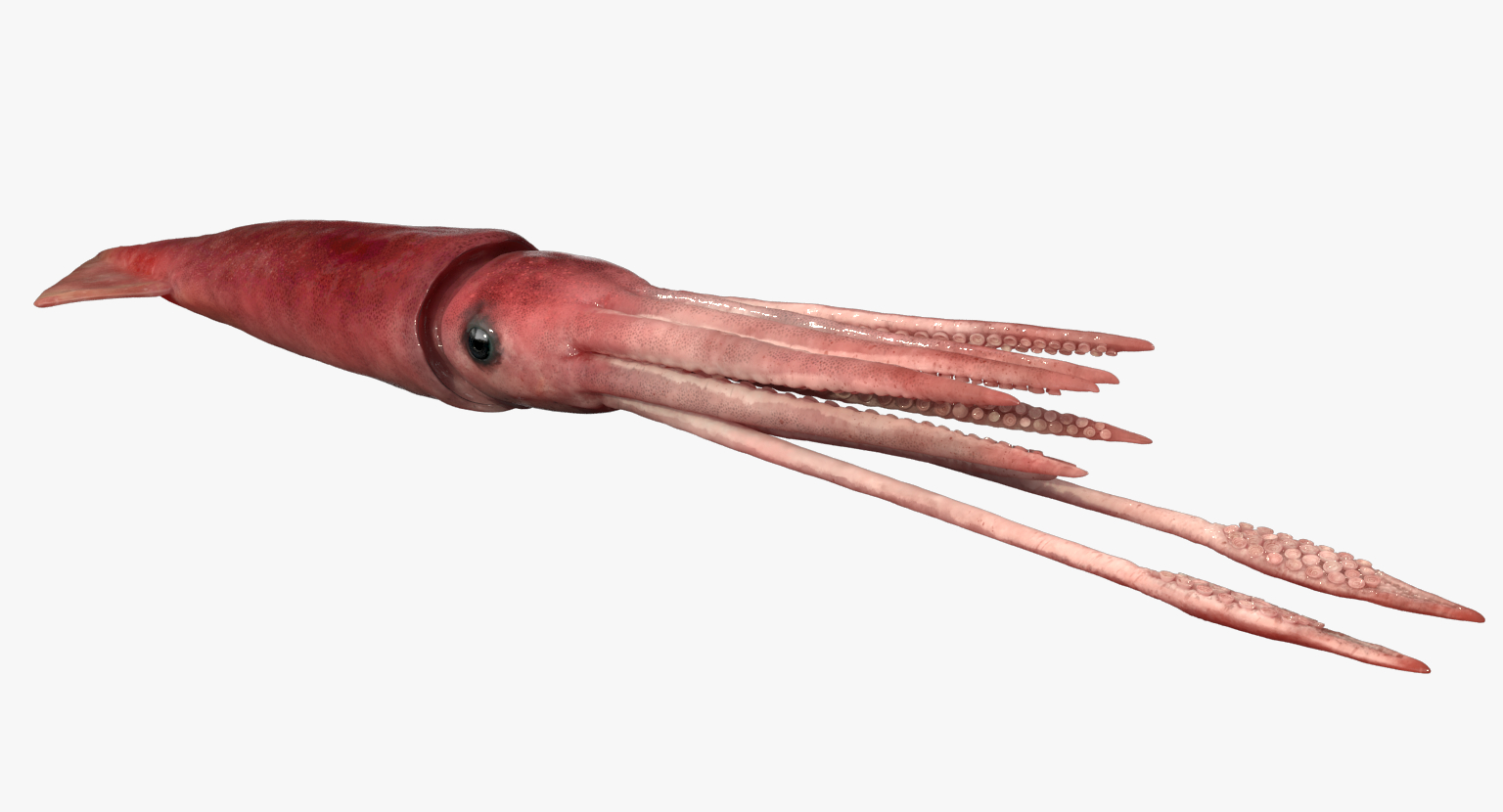 3D model giant squid - TurboSquid 1170832