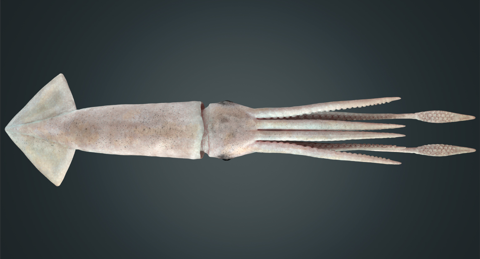 3D model giant squid - TurboSquid 1170832