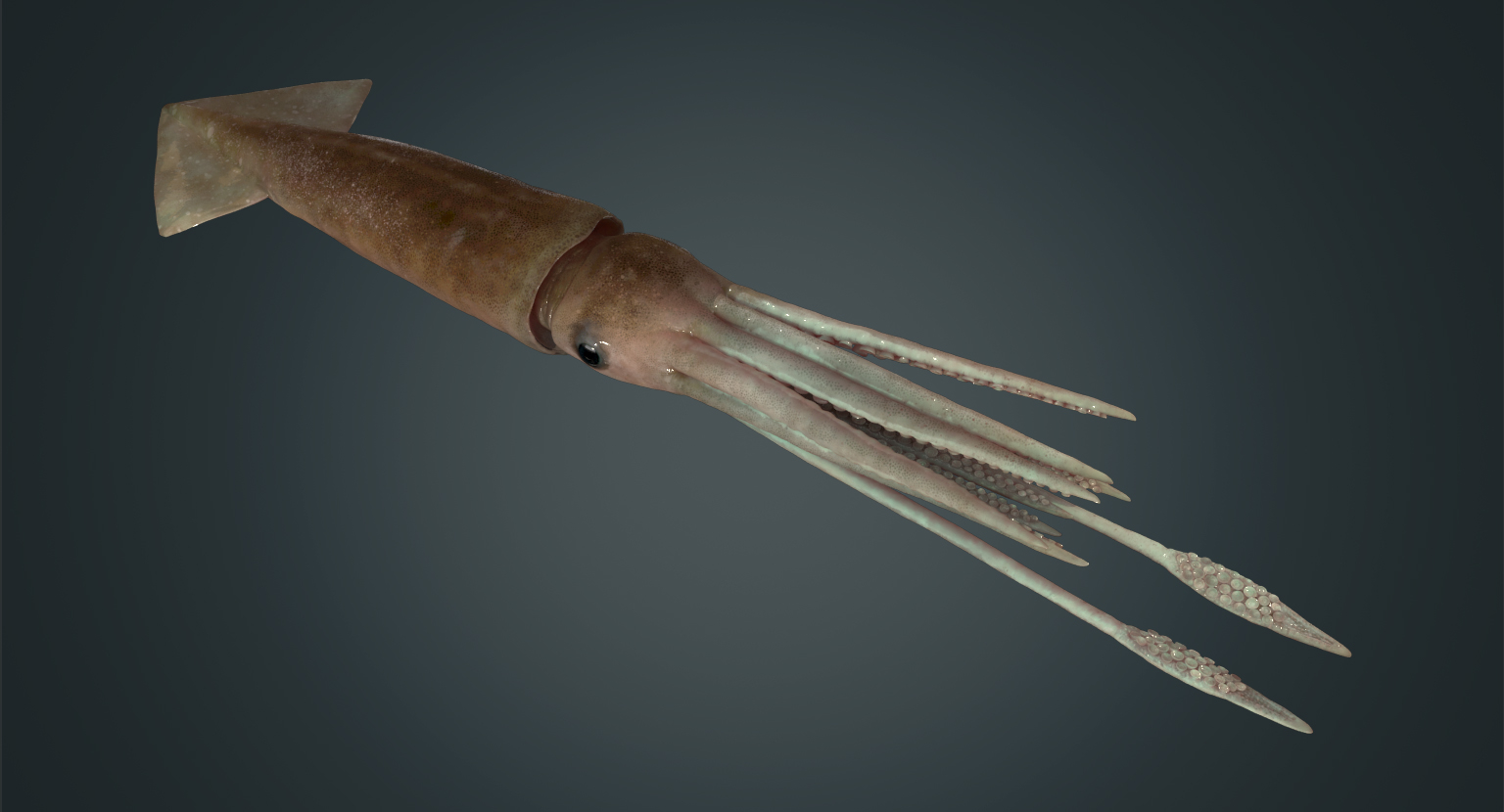3D model giant squid - TurboSquid 1170832