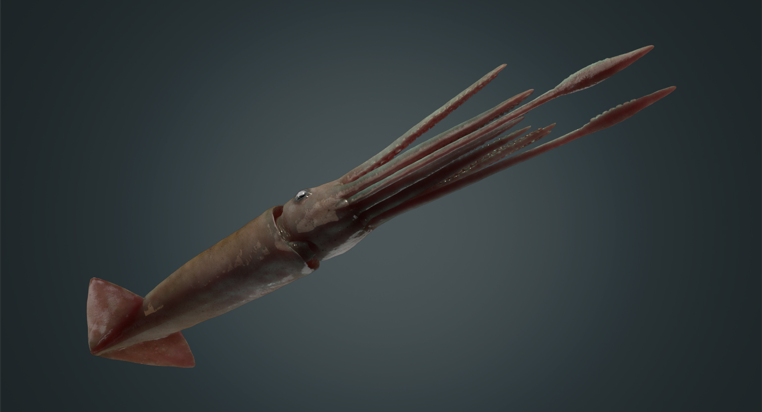 3D model giant squid - TurboSquid 1170832