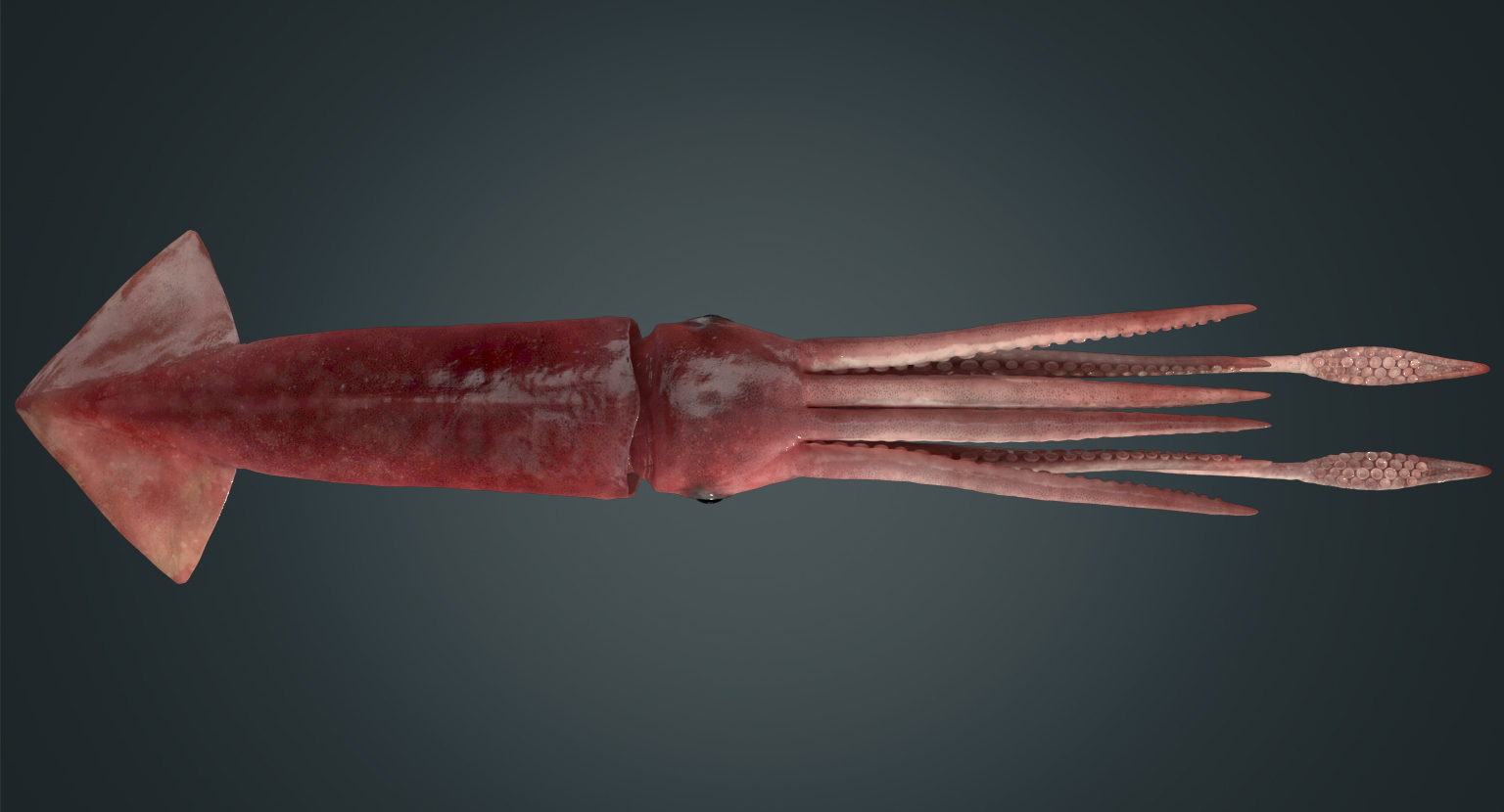 3D model giant squid - TurboSquid 1170832