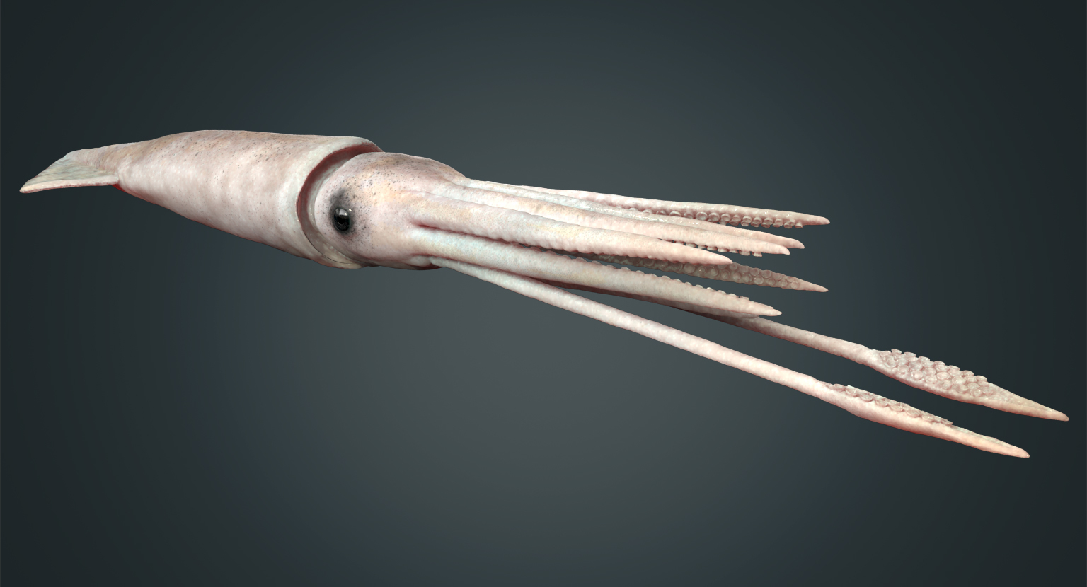 3D model giant squid - TurboSquid 1170832