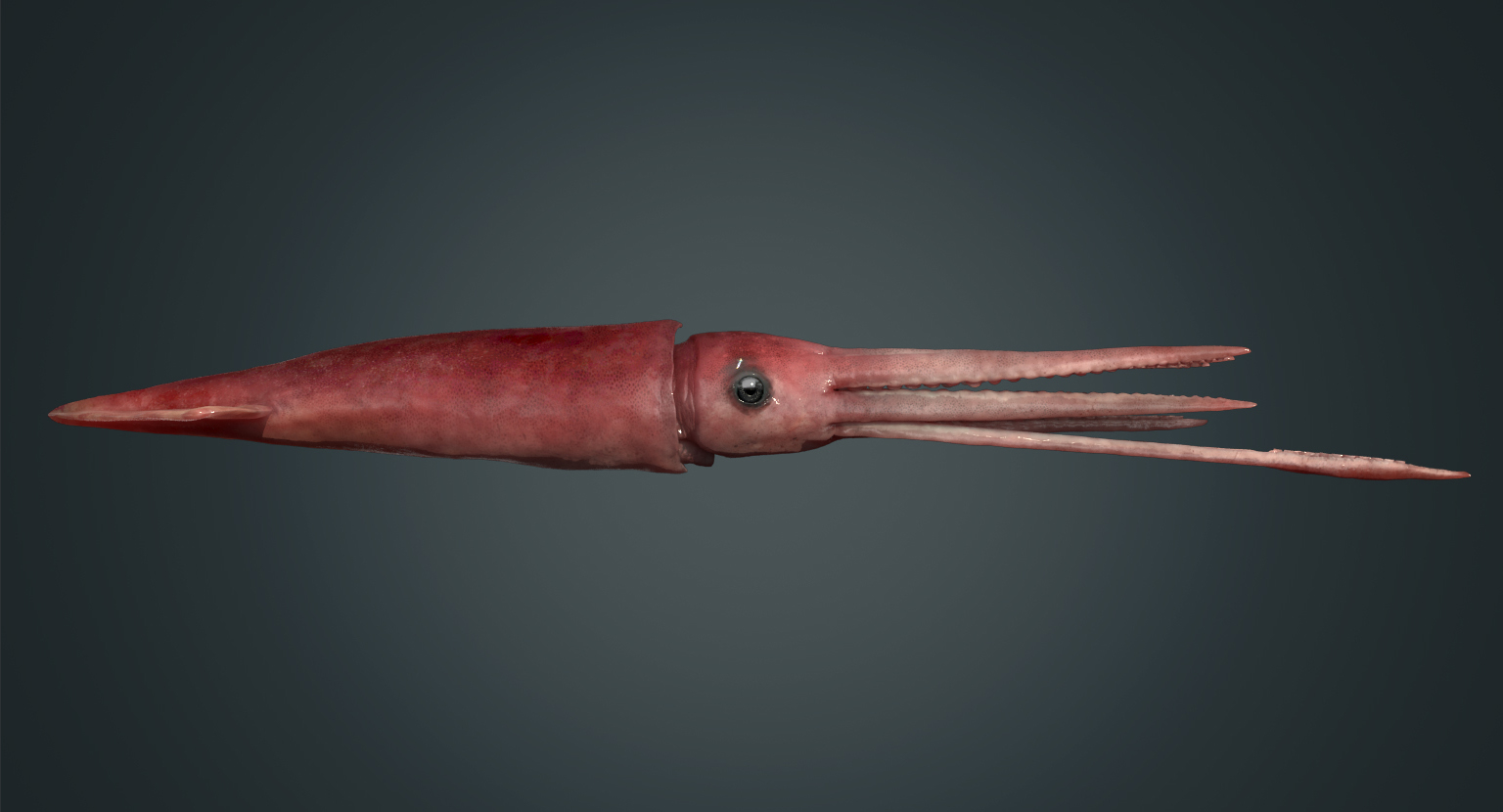 3D model giant squid - TurboSquid 1170832