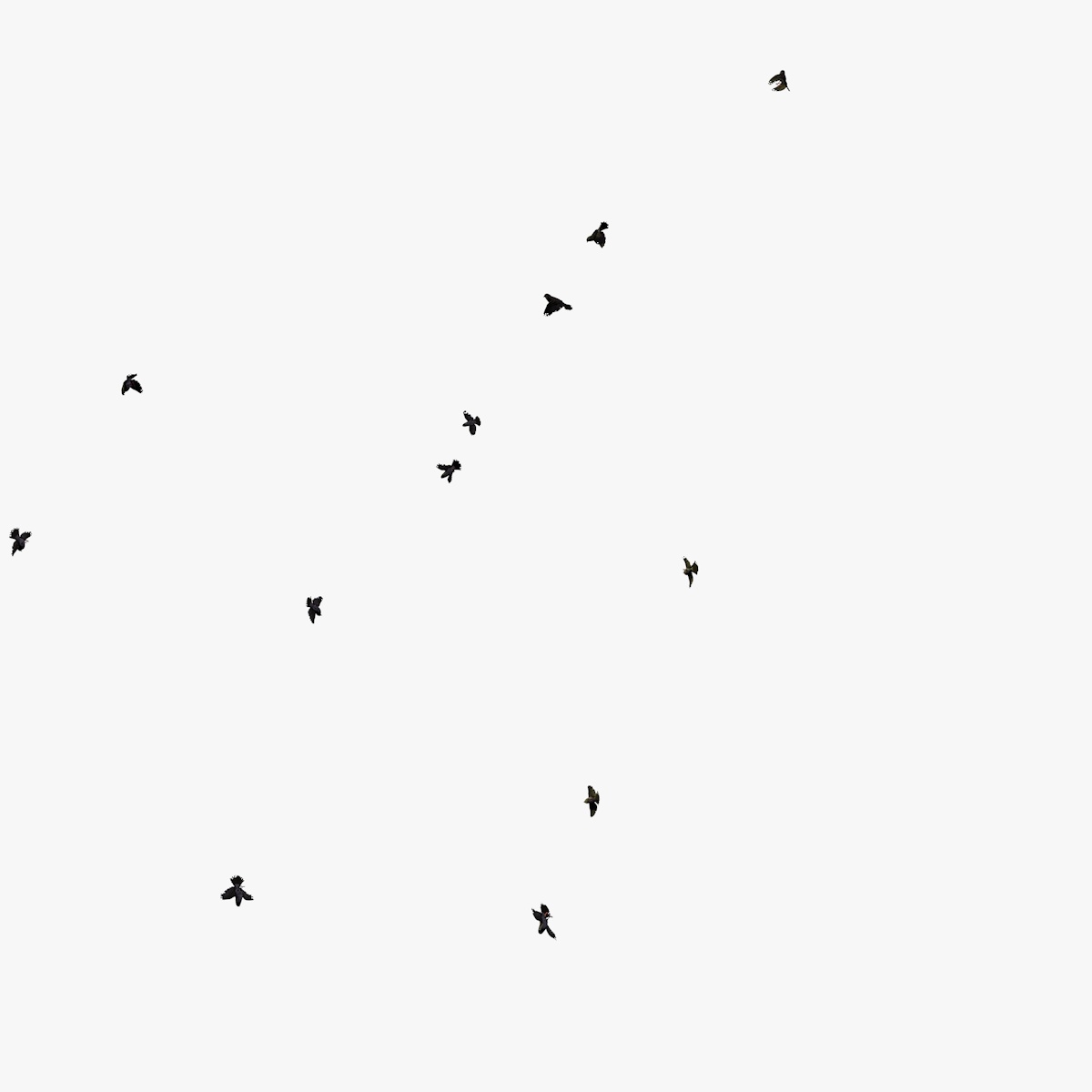 3D group sparrows flying animation - TurboSquid 1170948