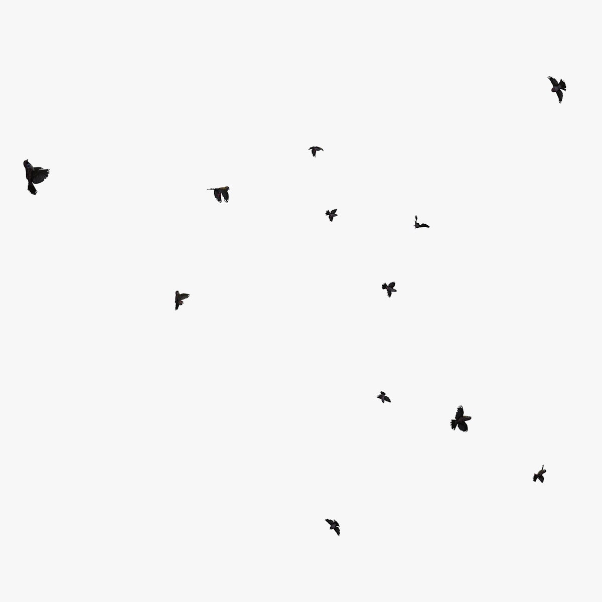 3D group sparrows flying animation - TurboSquid 1170948