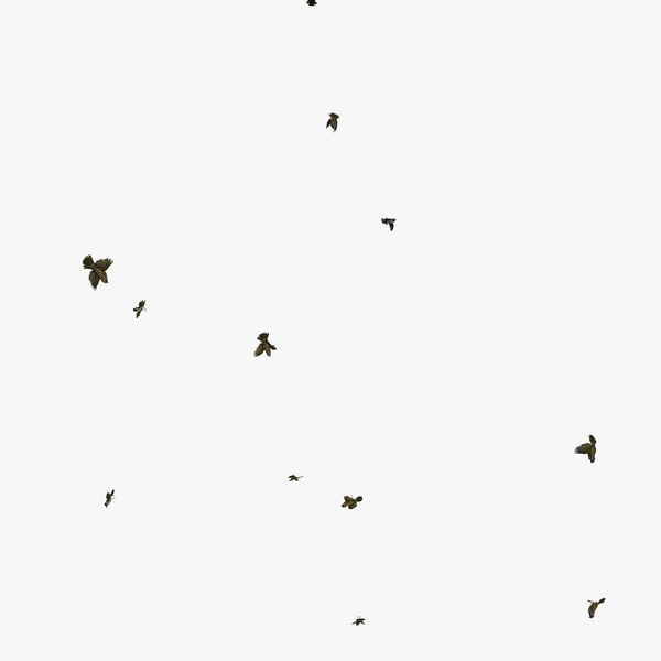 3D group sparrows flying animation - TurboSquid 1170948