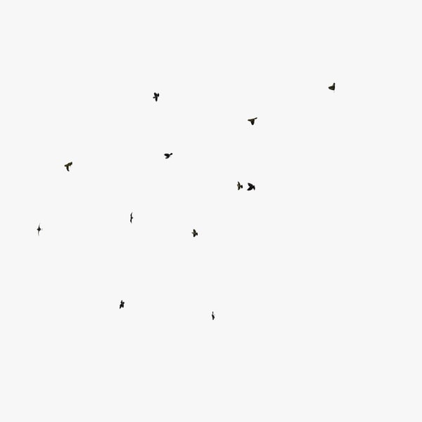 3D group sparrows flying animation - TurboSquid 1170948