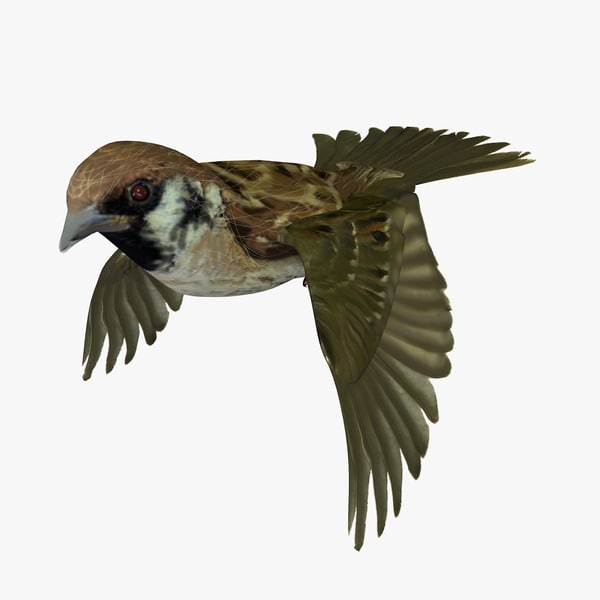 3D group sparrows flying animation - TurboSquid 1170948