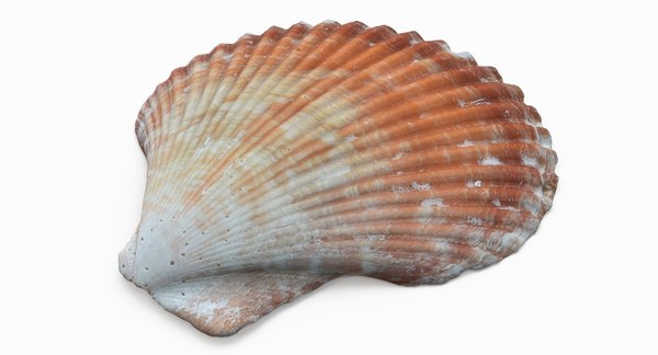 Scallop shell 3D model - TurboSquid 1170979