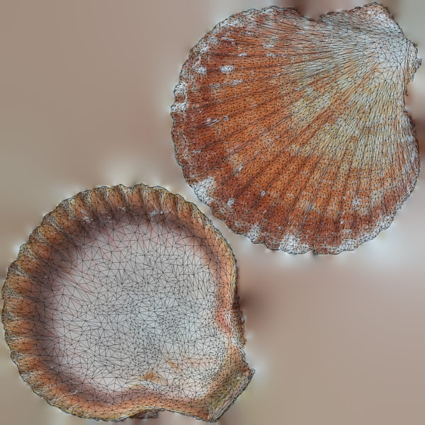 Scallop shell 3D model - TurboSquid 1170979