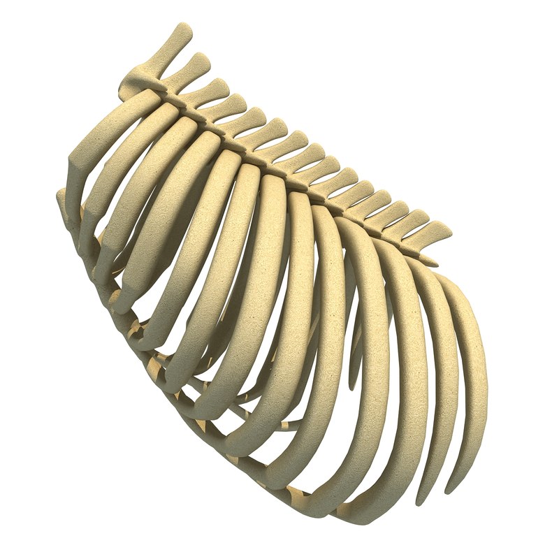 3D Animal Rib Cage Model TurboSquid 1171126