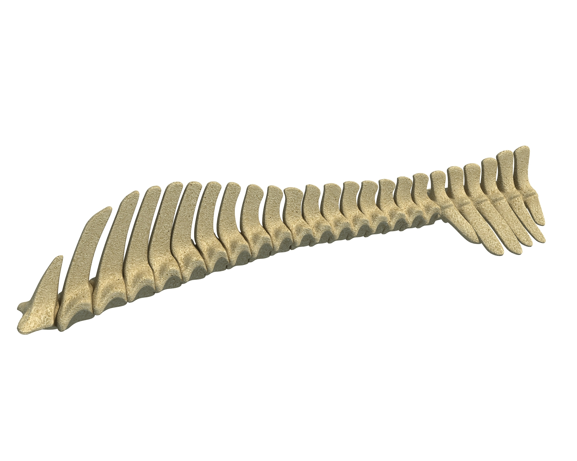 3D animal spine bones - TurboSquid 1171331