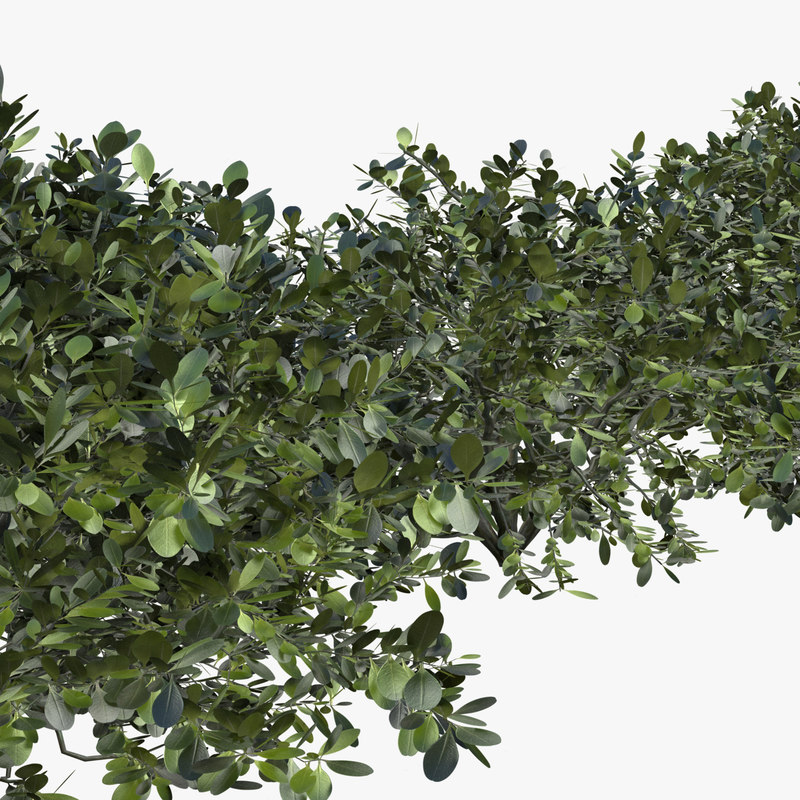 3D model bush - TurboSquid 1172150