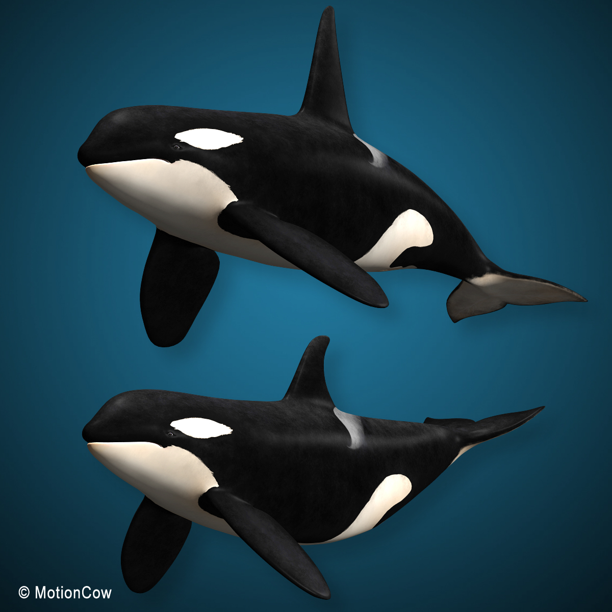 3D orca killer whale model - TurboSquid 1172341