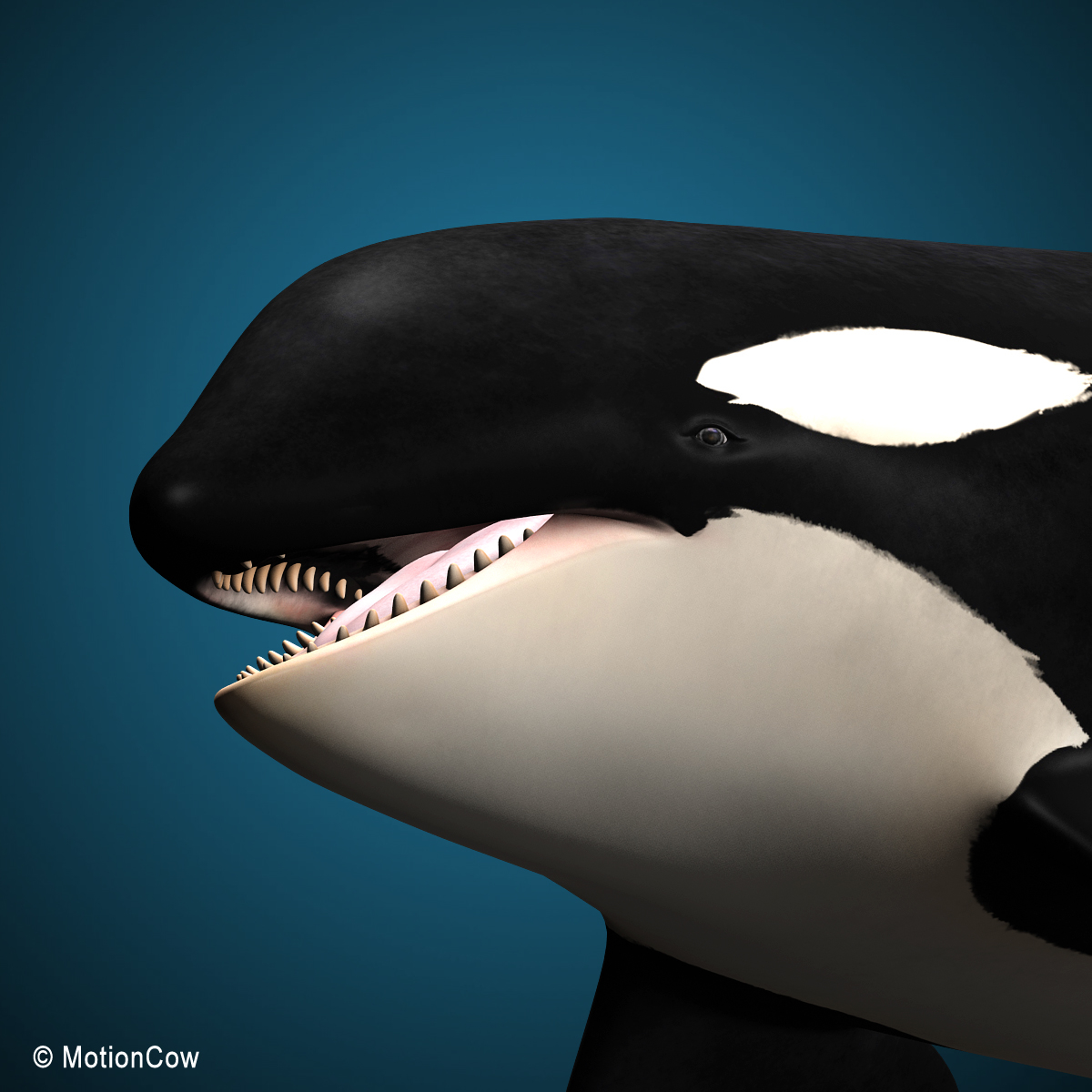 3D orca killer whale model - TurboSquid 1172341
