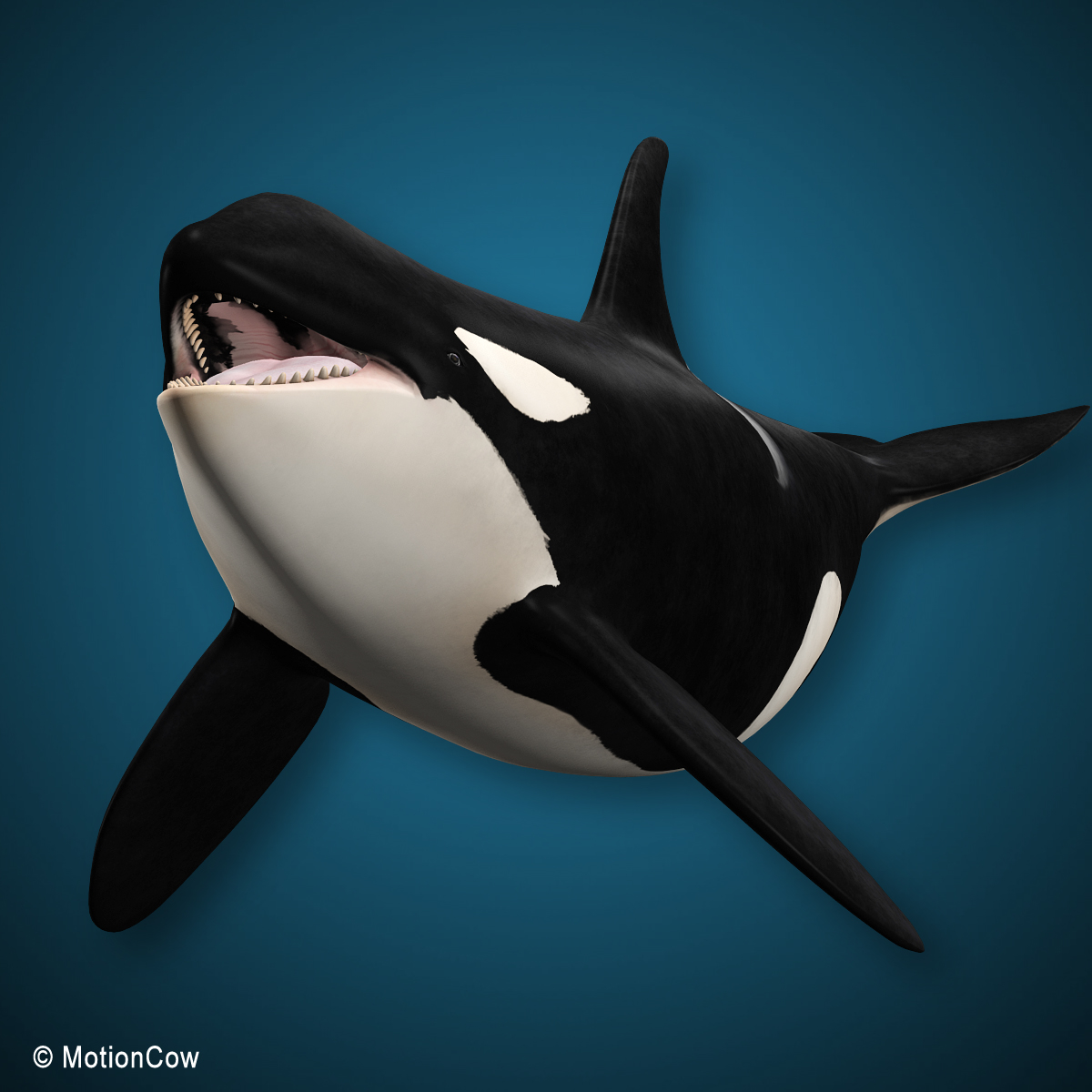 3D orca killer whale model - TurboSquid 1172341