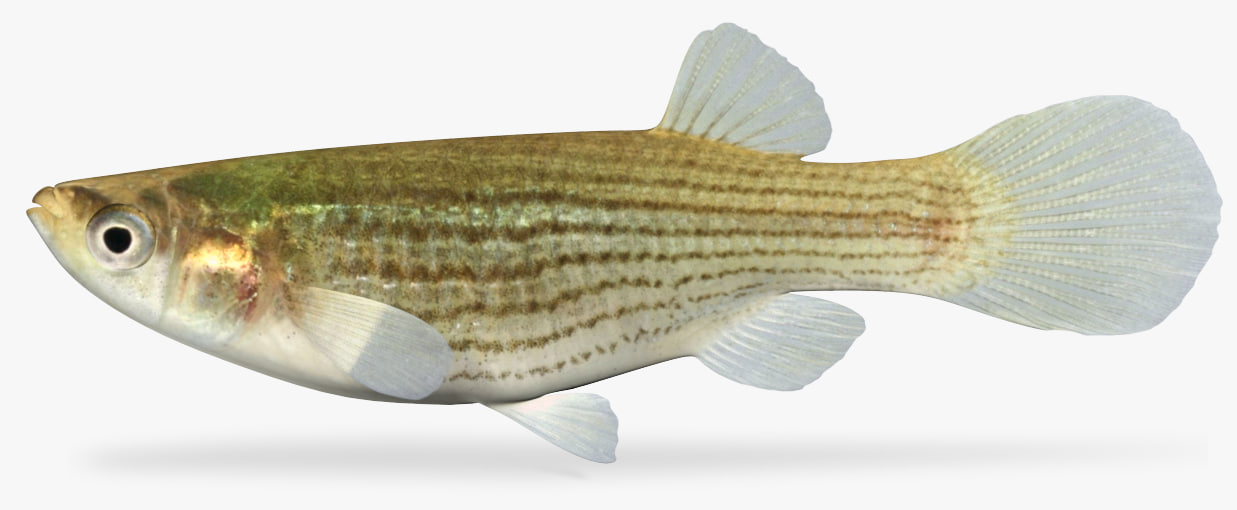 3D fundulus dispar starhead topminnow - TurboSquid 1172423