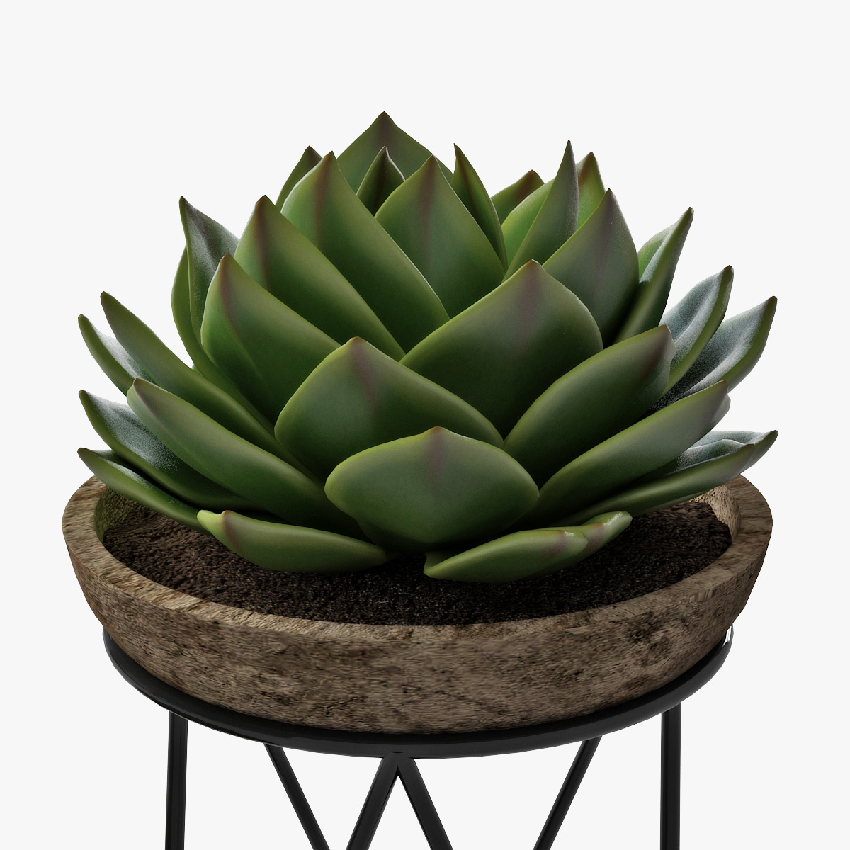 Succulent pot plant 3D model - TurboSquid 1172678