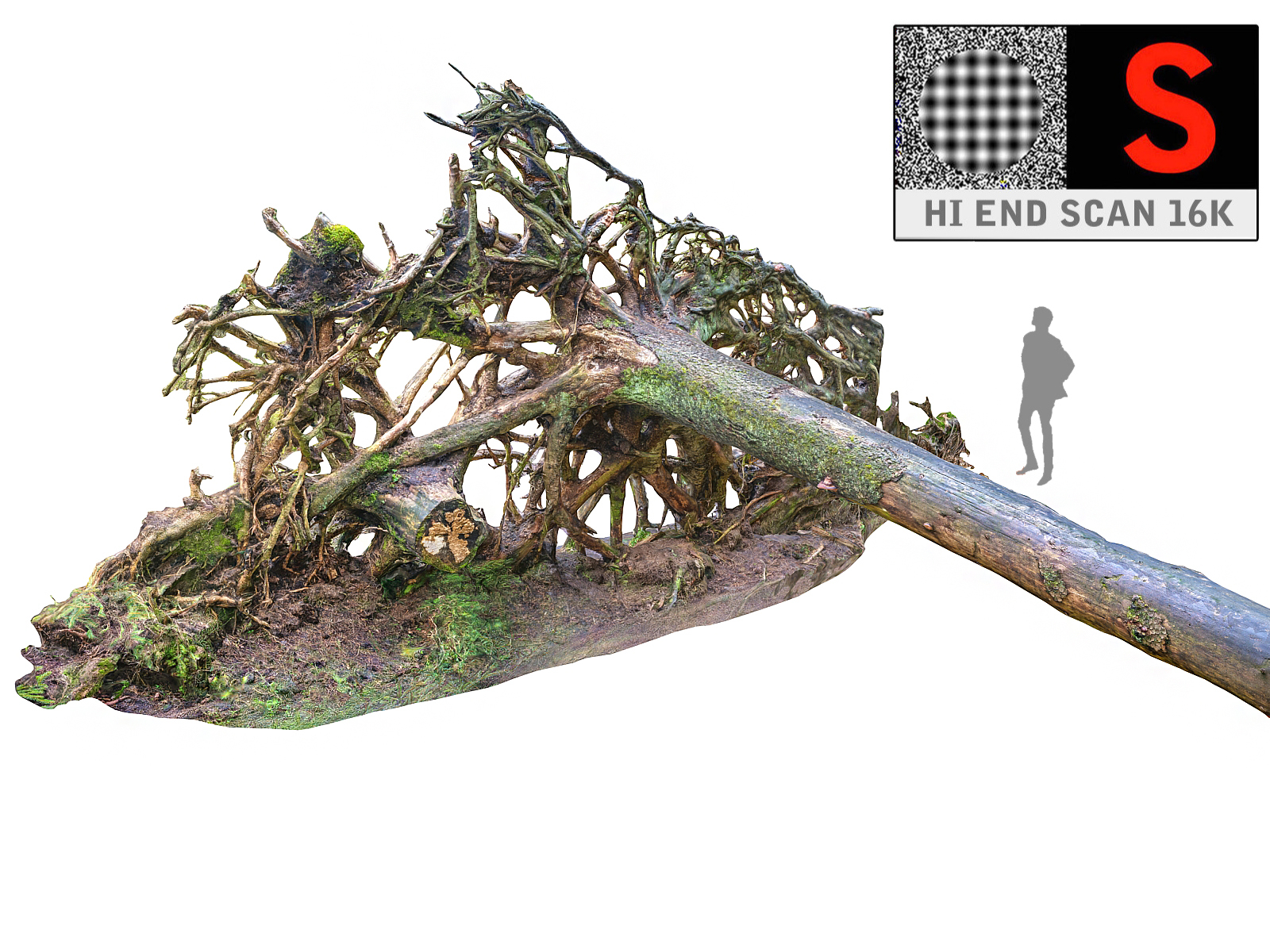 3D tree roots hd 16k - TurboSquid 1173304