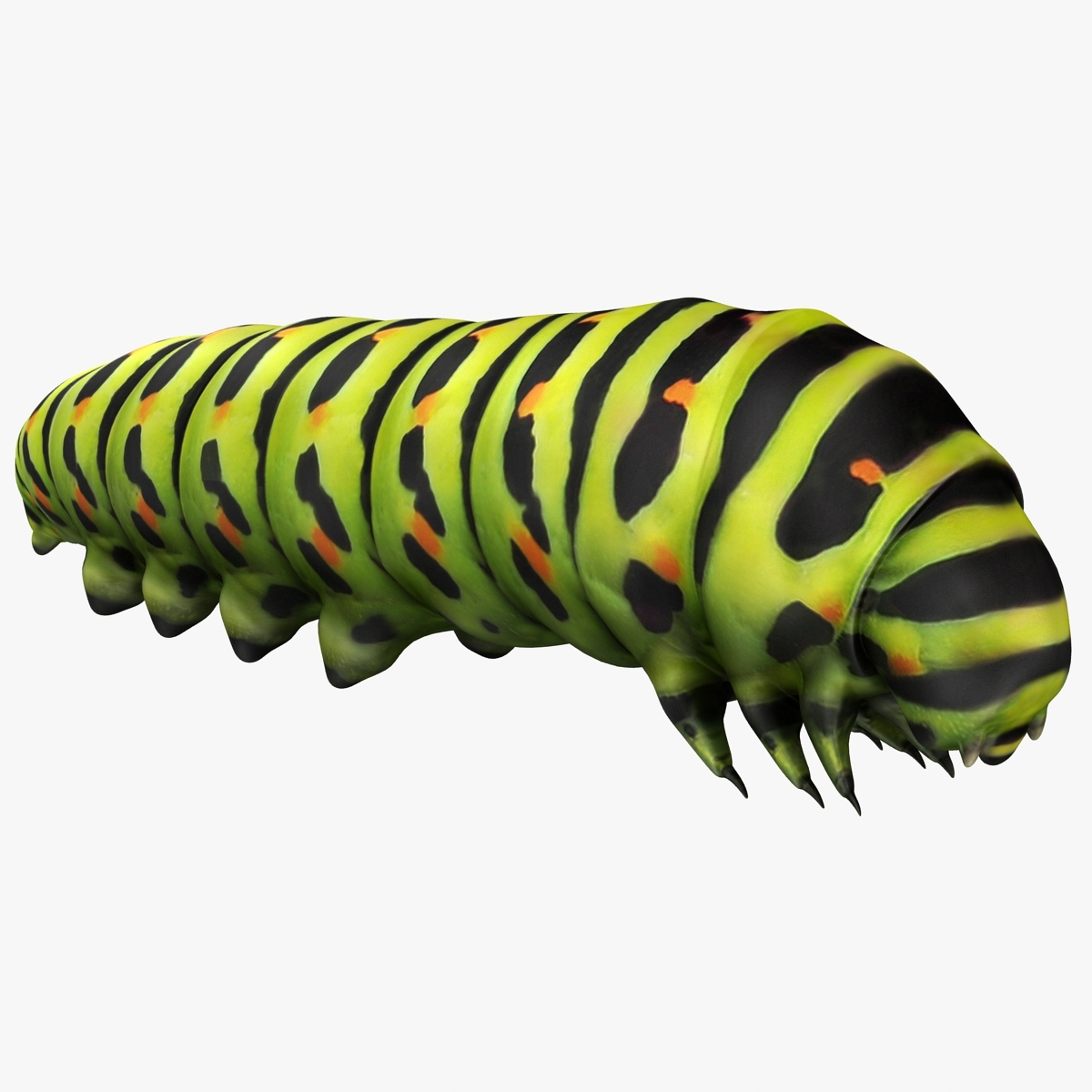 Realistic caterpillars model - TurboSquid 1173458