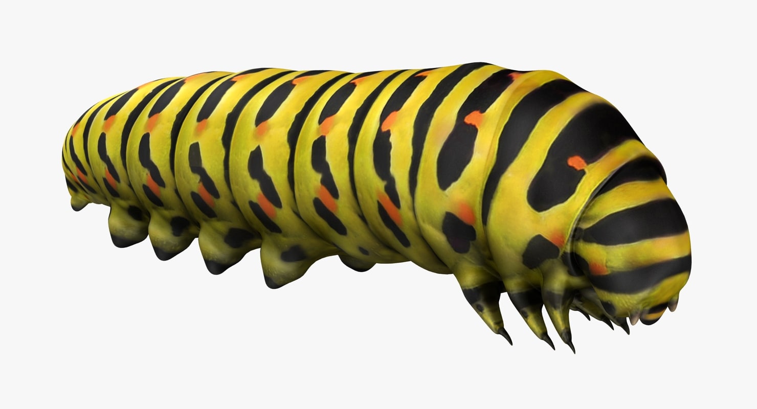 Realistic caterpillars 02 3D model - TurboSquid 1173641