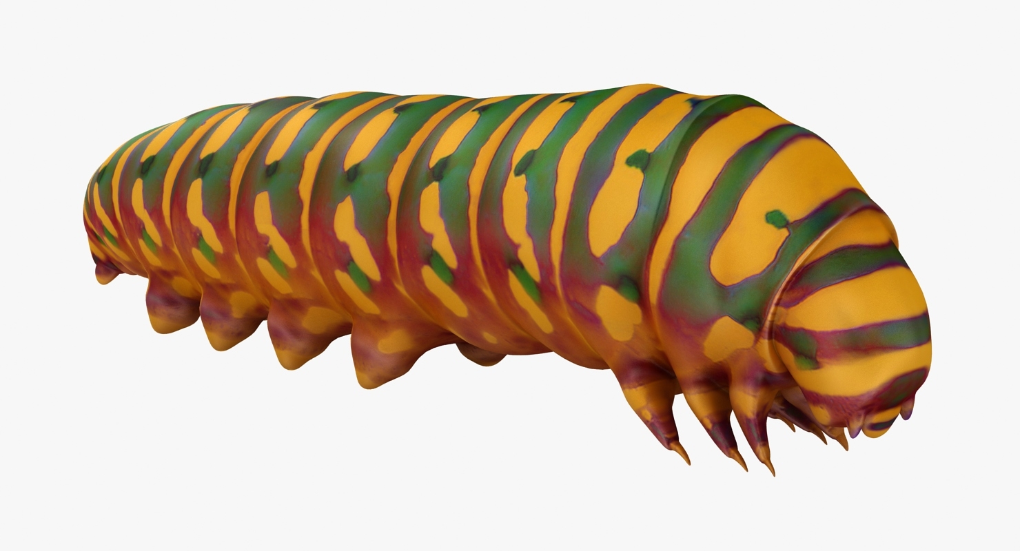 Realistic caterpillars 03 3D - TurboSquid 1173693