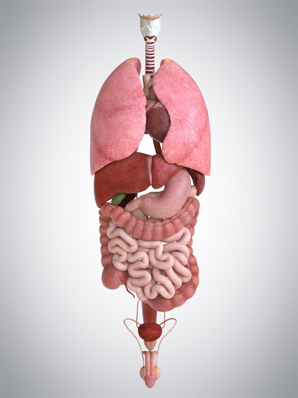 menschliche Organe 3D-Modell - TurboSquid 1174025