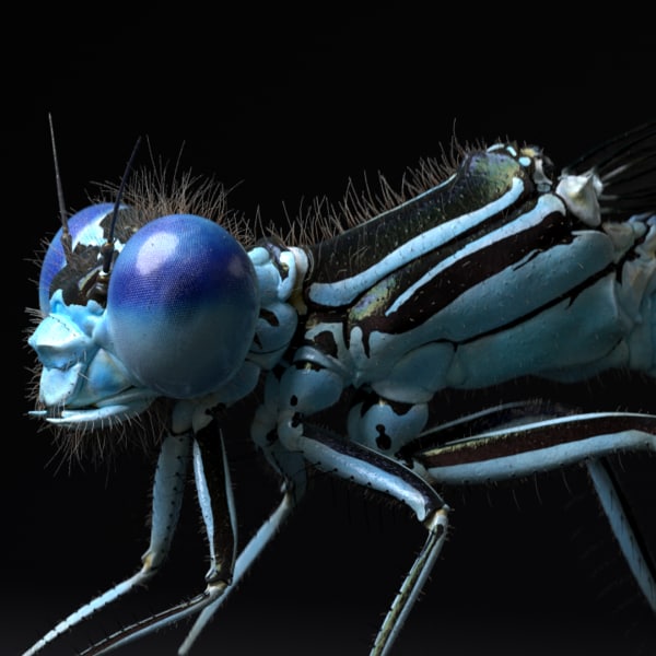 Dragonfly 3D Models for Download | TurboSquid