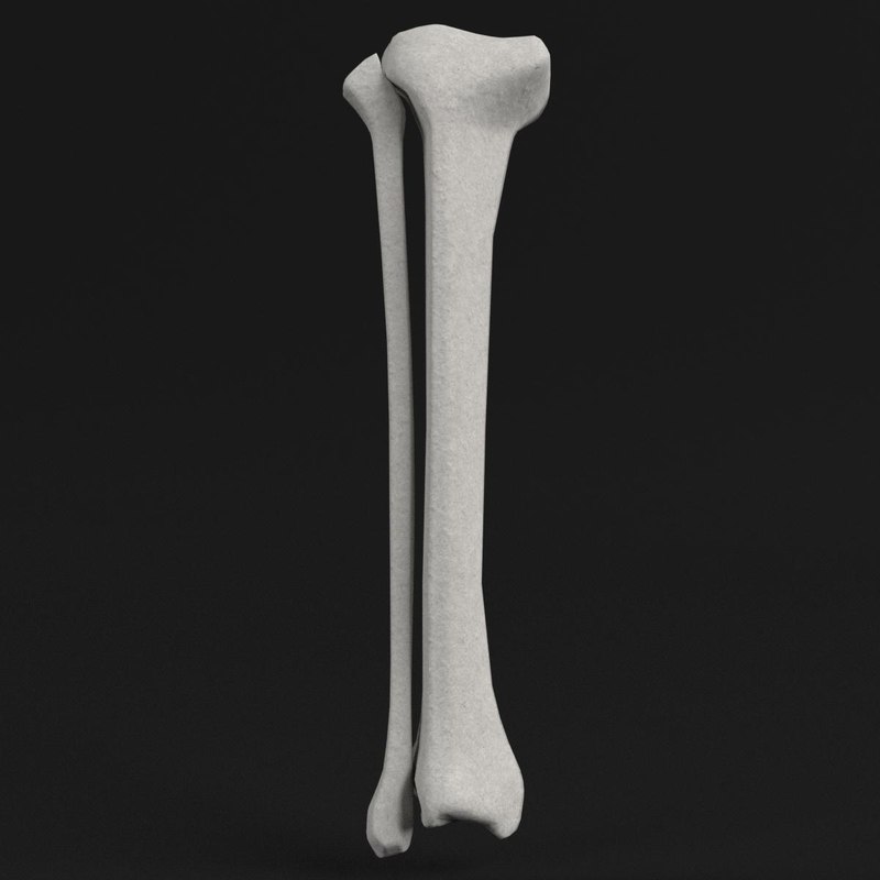 Tibia fibula 3D model - TurboSquid 1174816