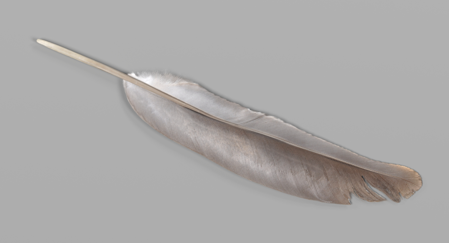Feather 3D - TurboSquid 1174979