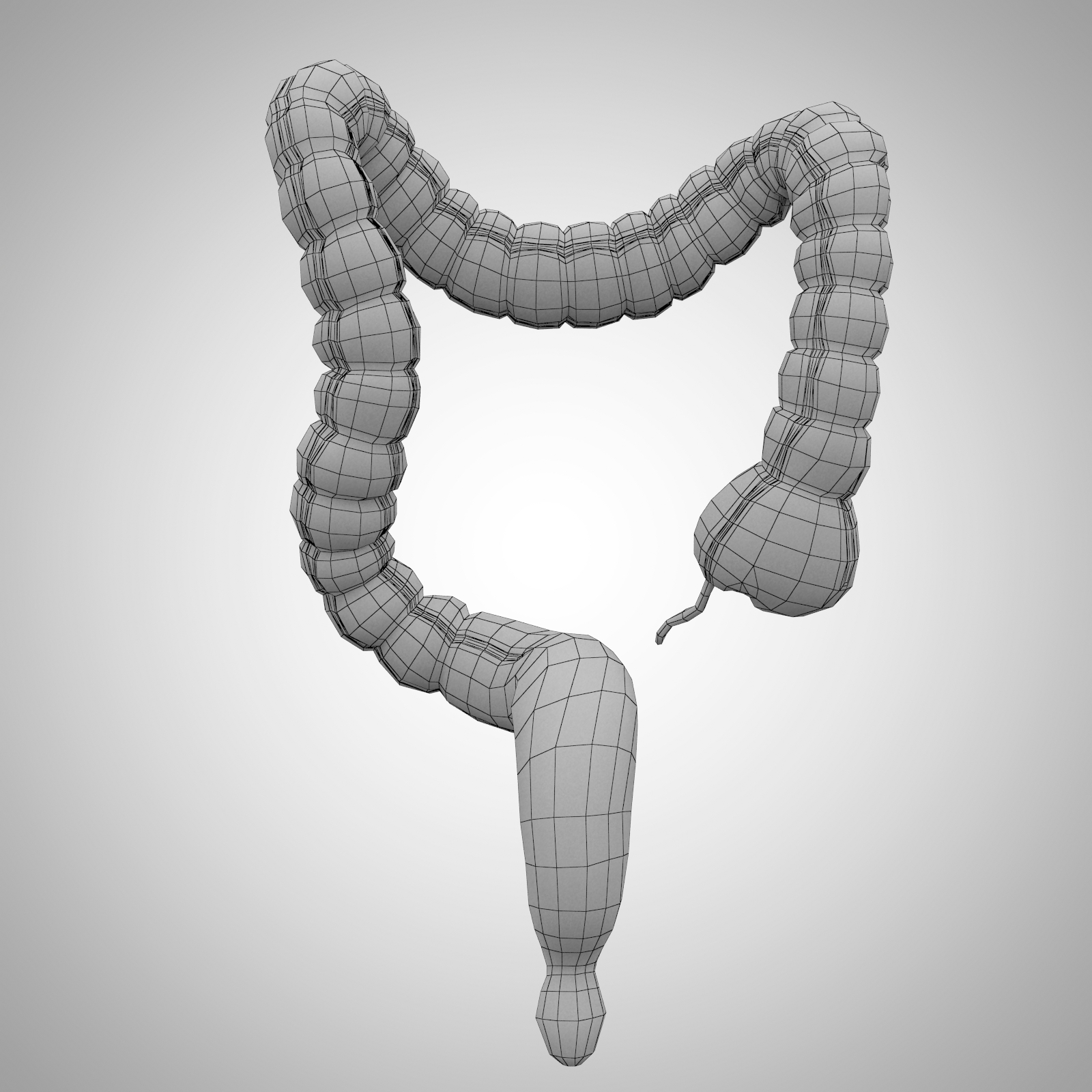 3D model human large intestine - TurboSquid 1175159