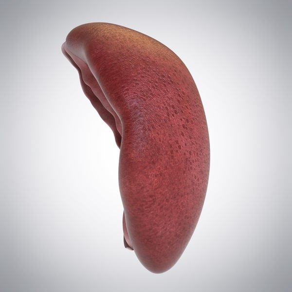 3D human spleen model - TurboSquid 1175184