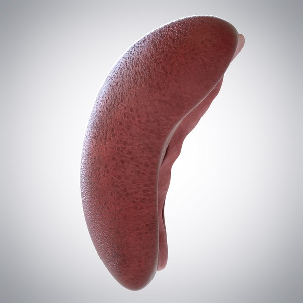 3D human spleen model - TurboSquid 1175184