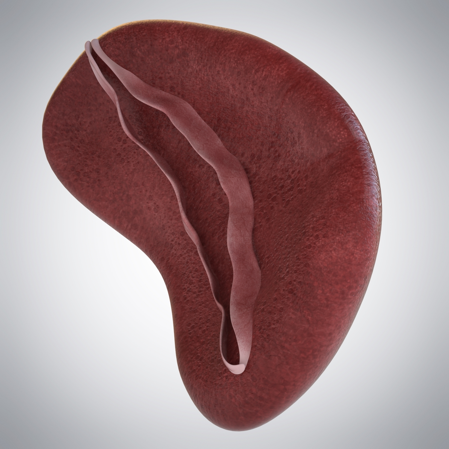 3D human spleen model - TurboSquid 1175184