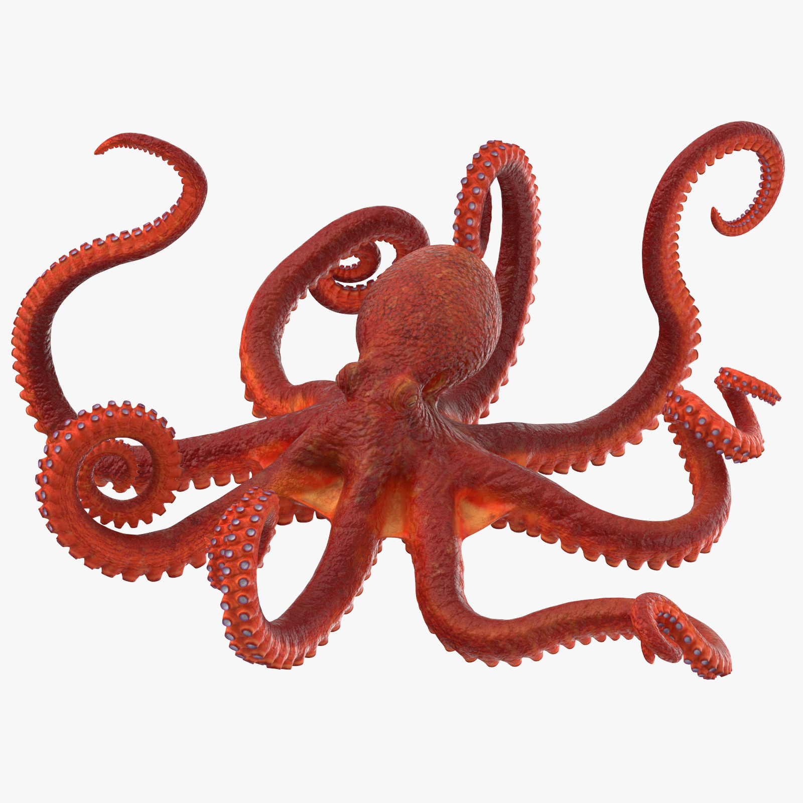 3D sea animals 01 - TurboSquid 1175310