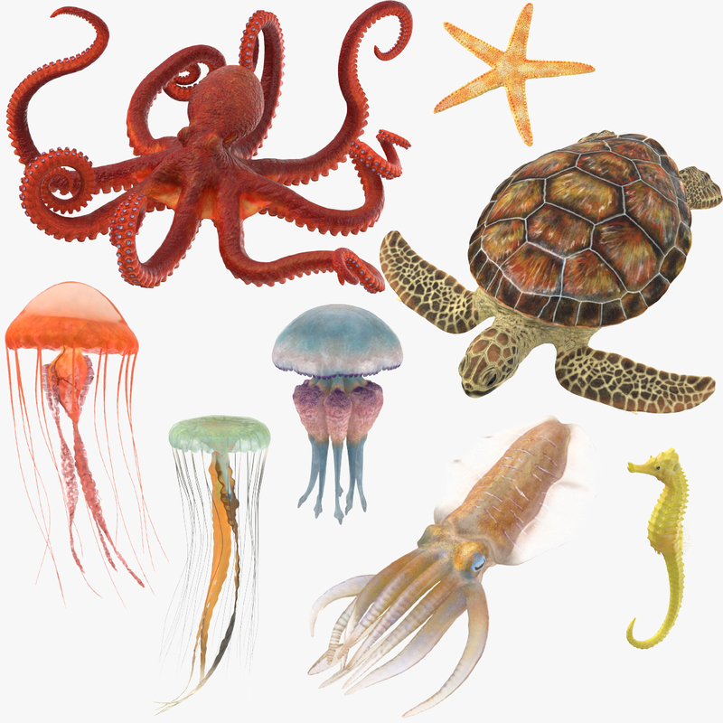 3D sea animals 01 - TurboSquid 1175310