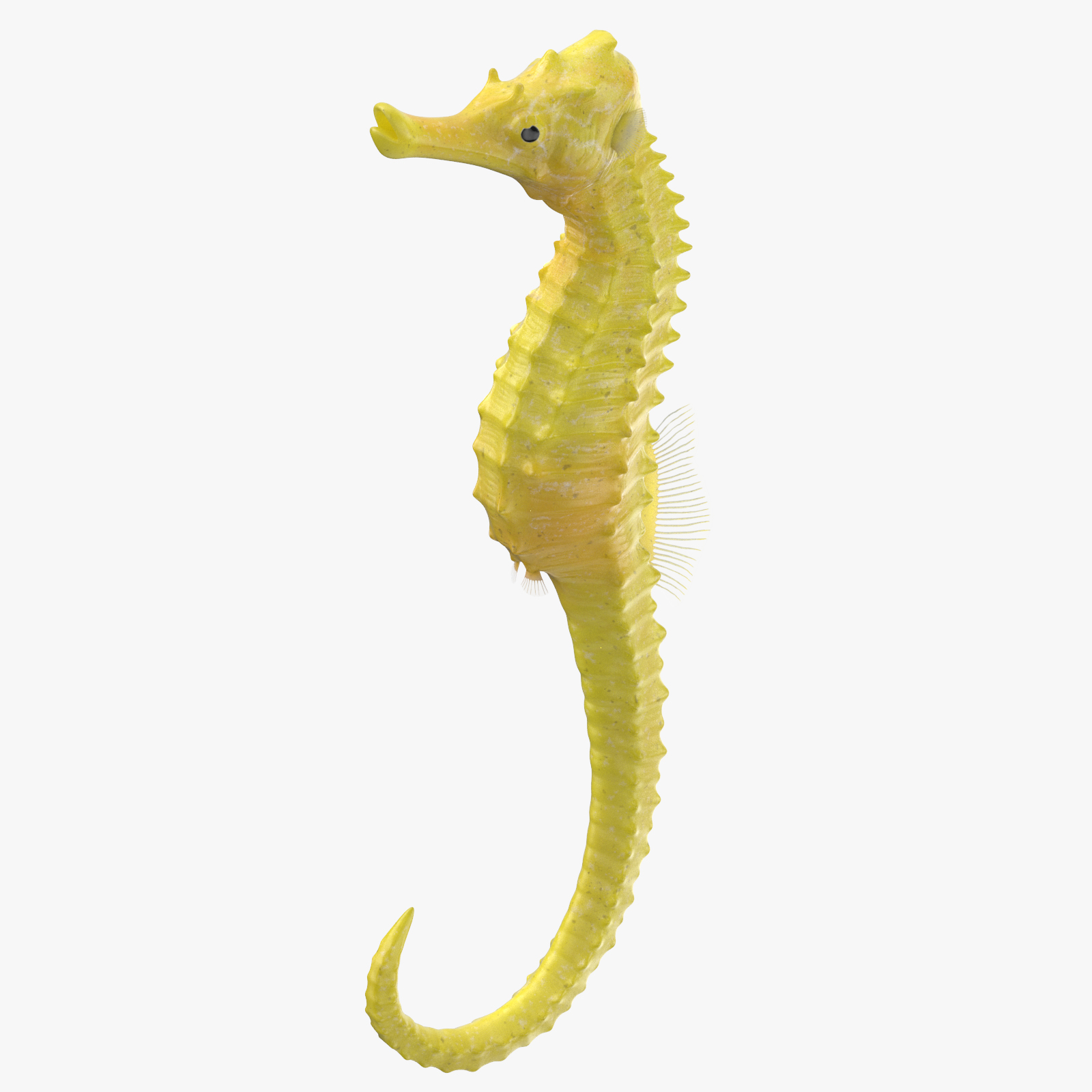 3D sea animals 01 - TurboSquid 1175310