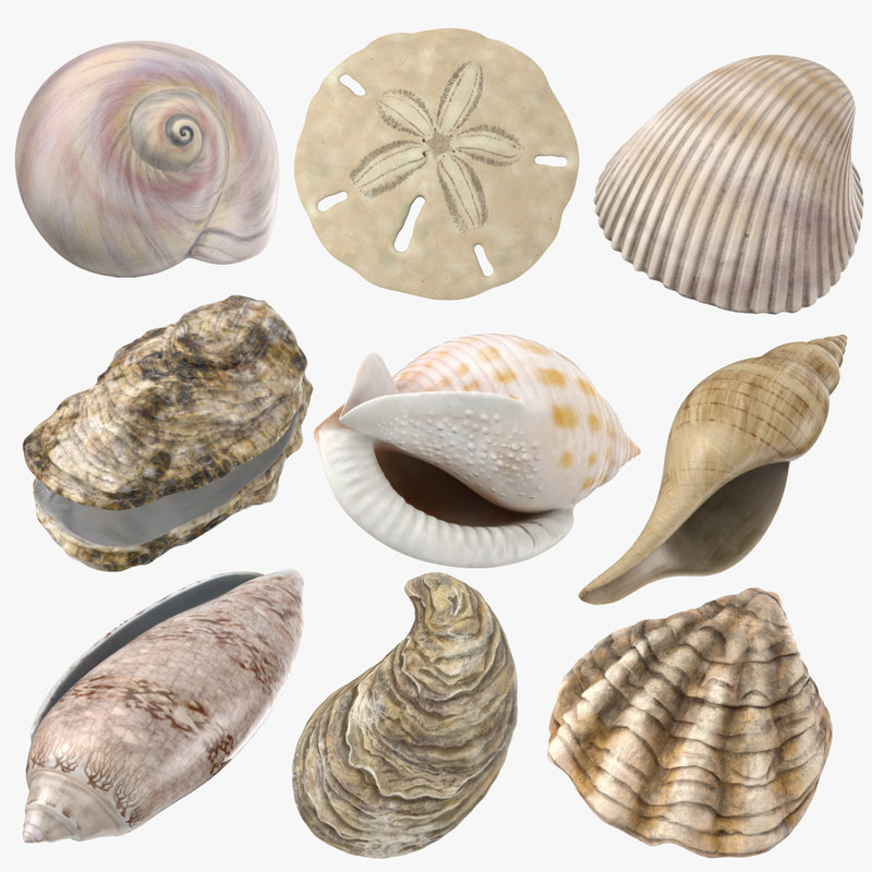 3D sea shells oyster model - TurboSquid 1175337