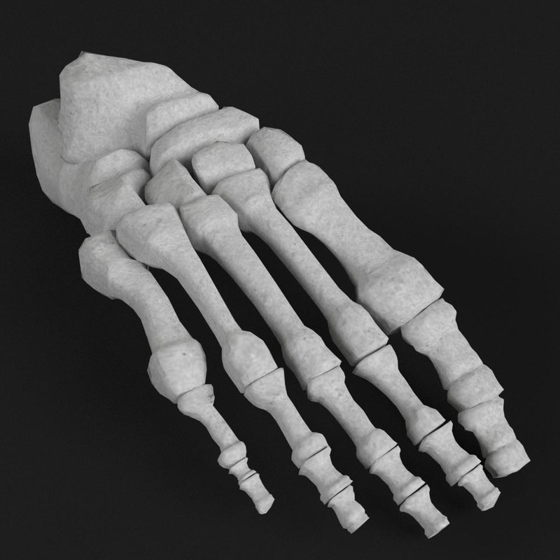 Human foot bones 3D model - TurboSquid 1176036