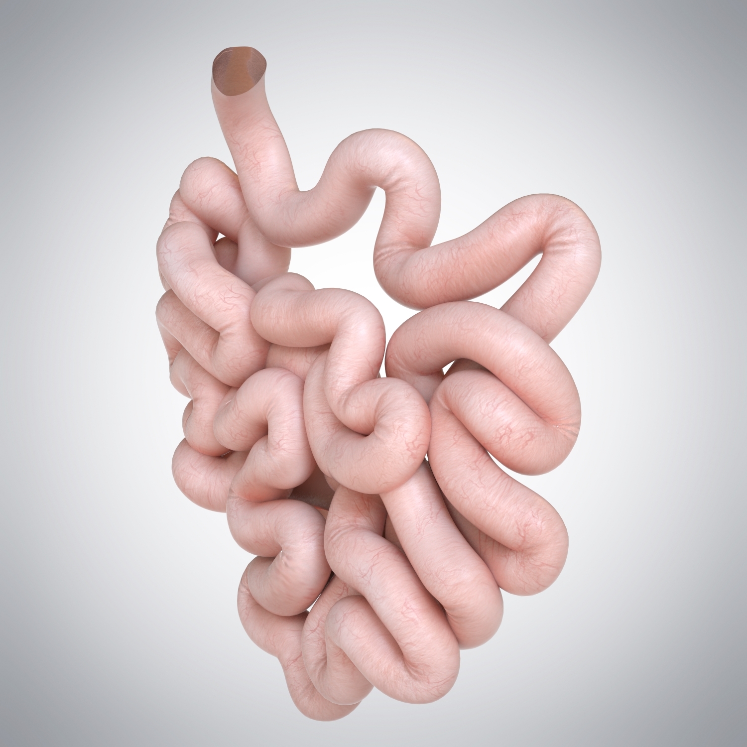 Human small intestine 3D - TurboSquid 1176344